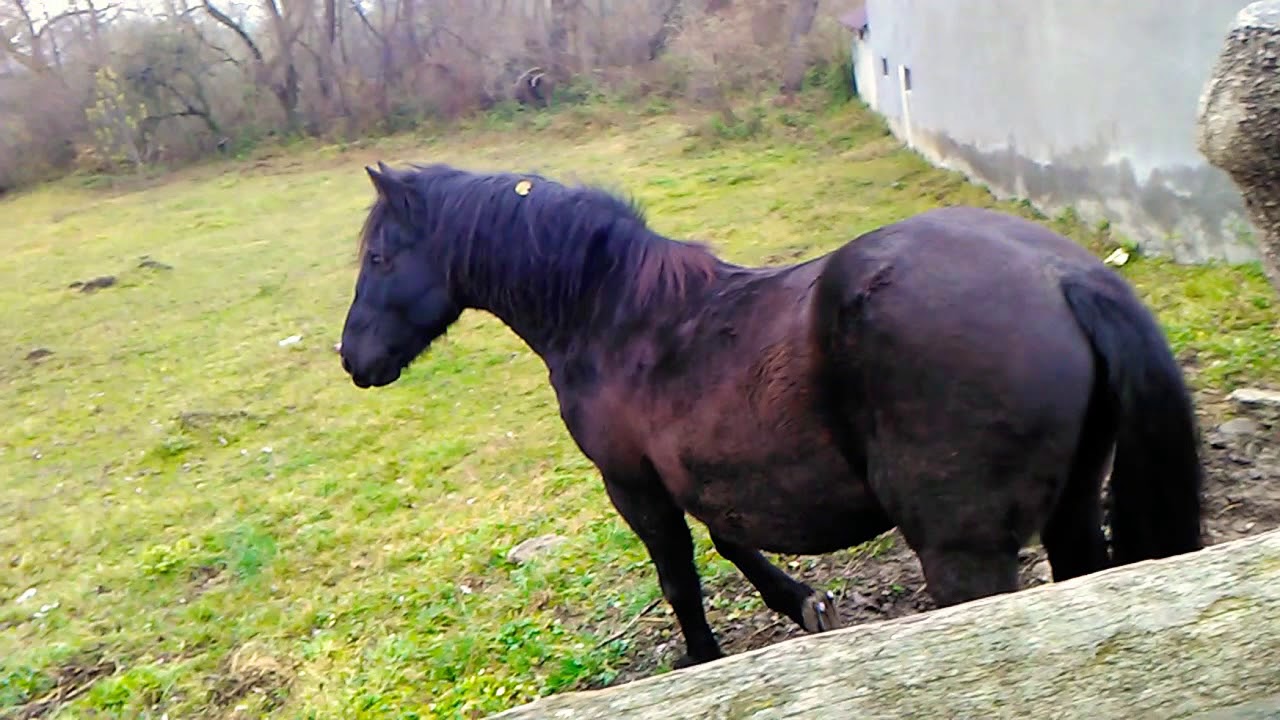 Cal semigreu romanesc (2017) - YouTube