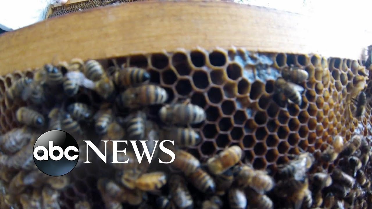 Killer Bees Swarm California Town - YouTube