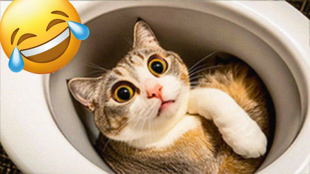 Funniest Cats in the World | Cats funny videos 😂😻 - YouTube