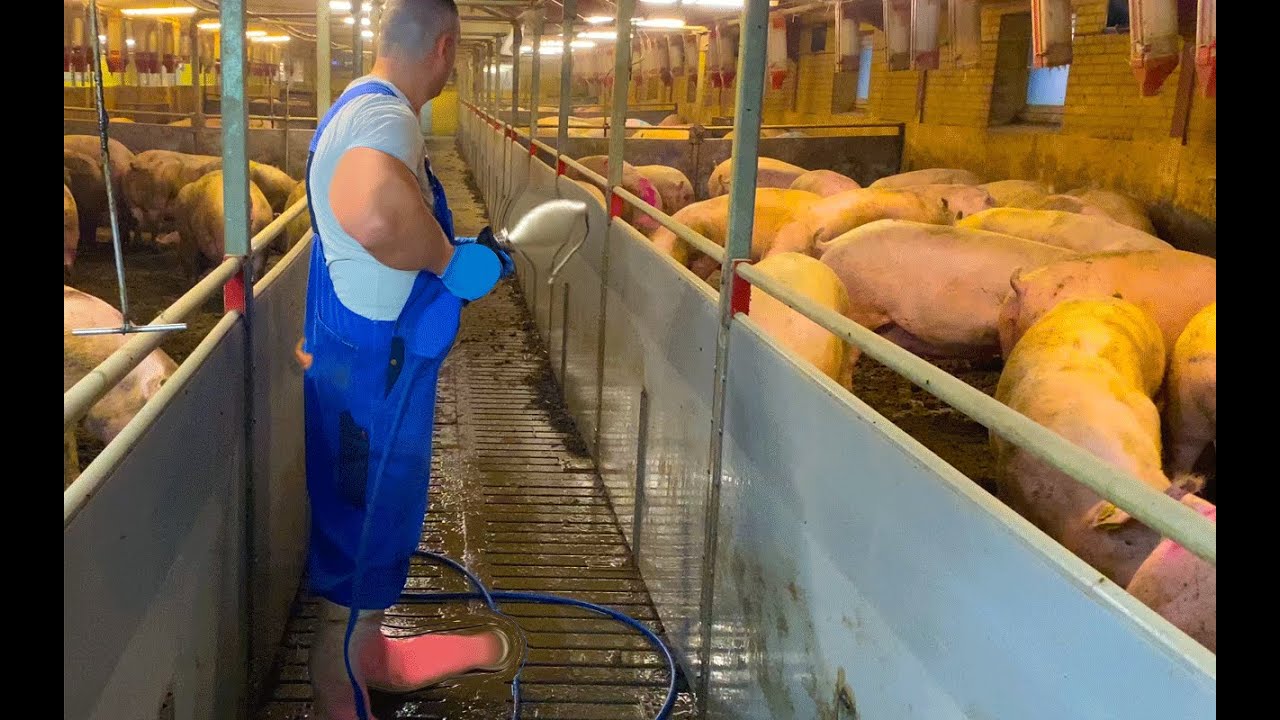 This Day I Earned My First $3,000 on a Pig Farm. A working day on the ...