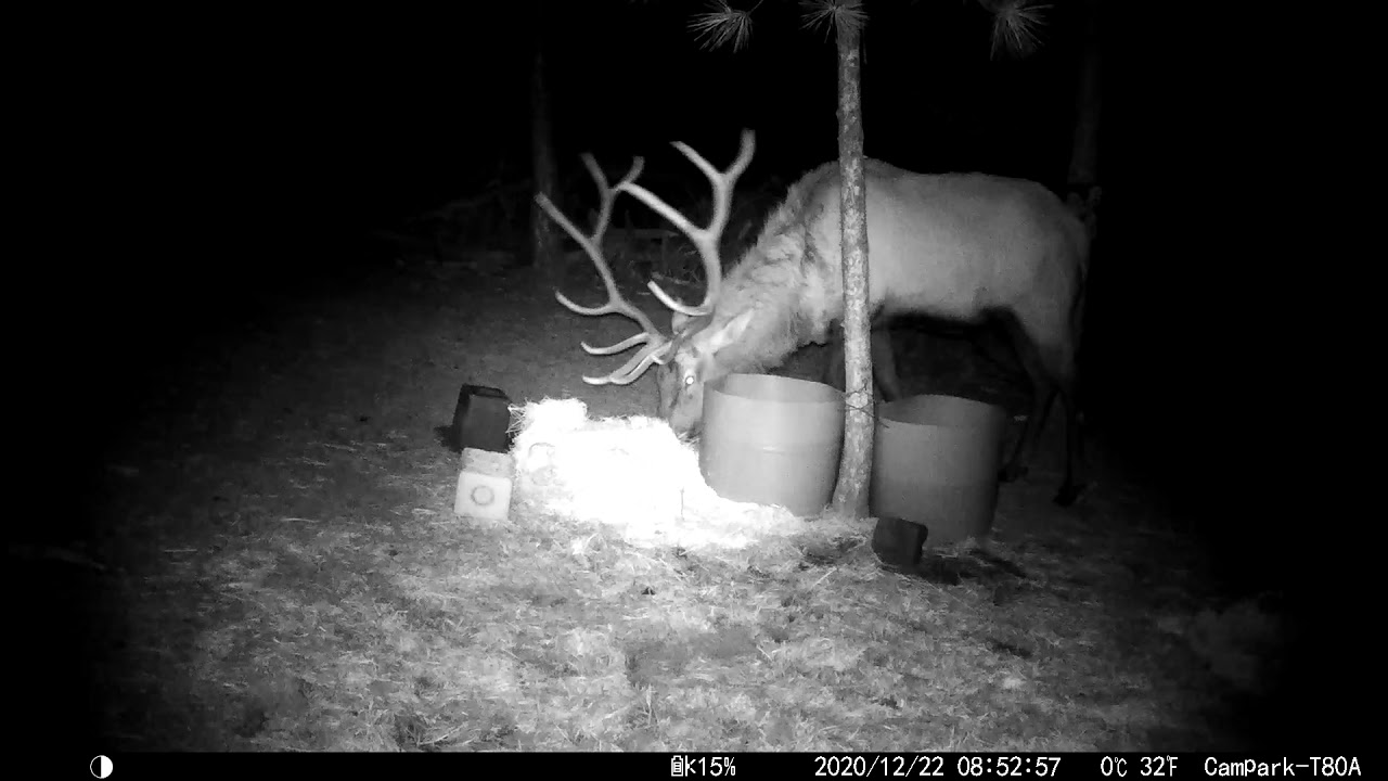 6x6 bull elk in the snow in Lincoln County WA-8 - YouTube