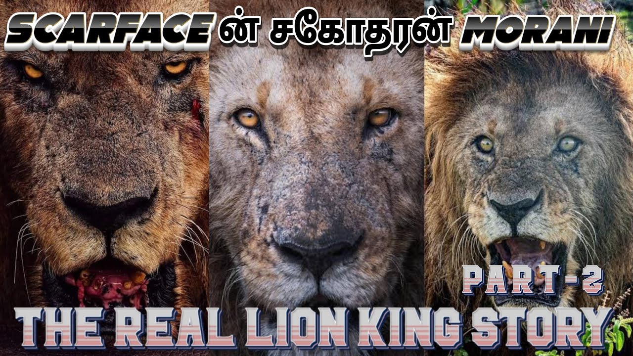 "Scarface ன் சகோதரன் Morani" | The Real Lion King | Morani Lion Story ...