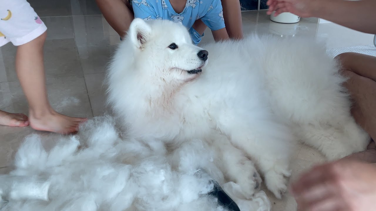 It takes an entire family effort to brush a samoyed - YouTube