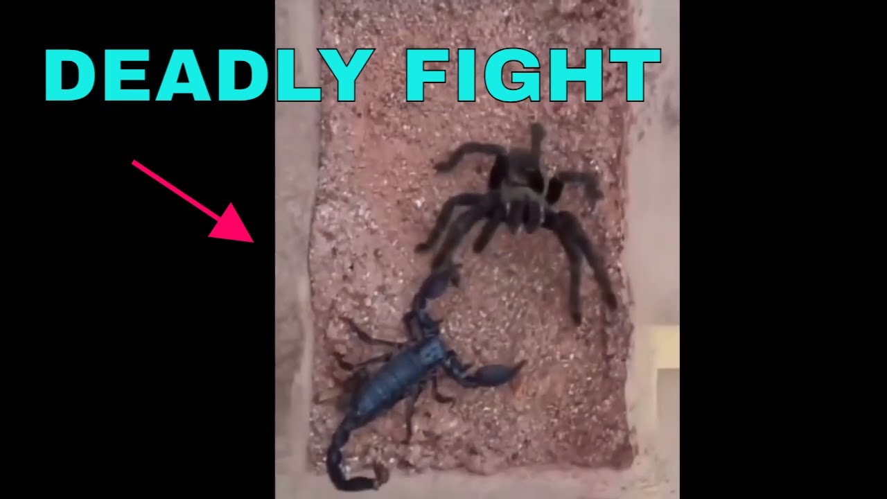 AGGRESSIVE TARANTULA VS SCORPION - YouTube