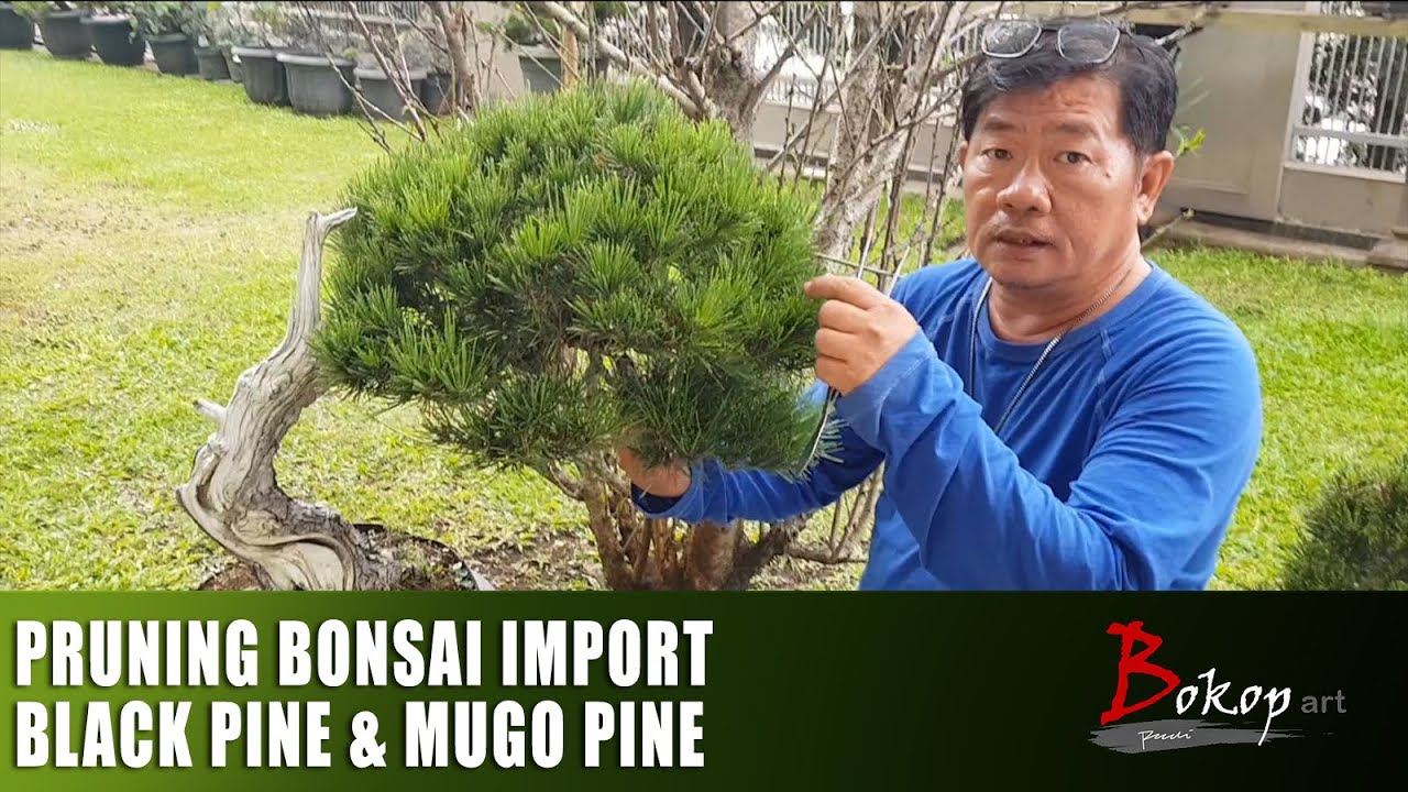 PRUNING BONSAI IMPORT BLACK PINE & MUGO PINE - YouTube