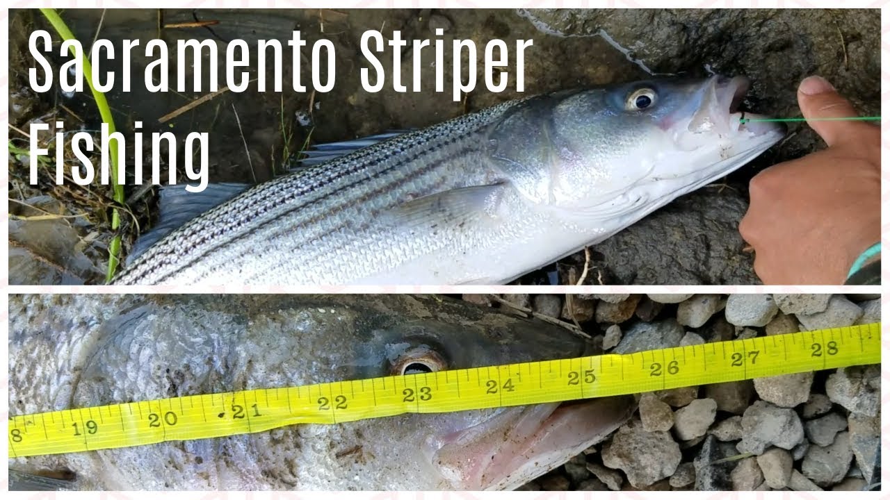 BIG Striper On Live Jumbo Minnows From The Sacramento Deep Water ...