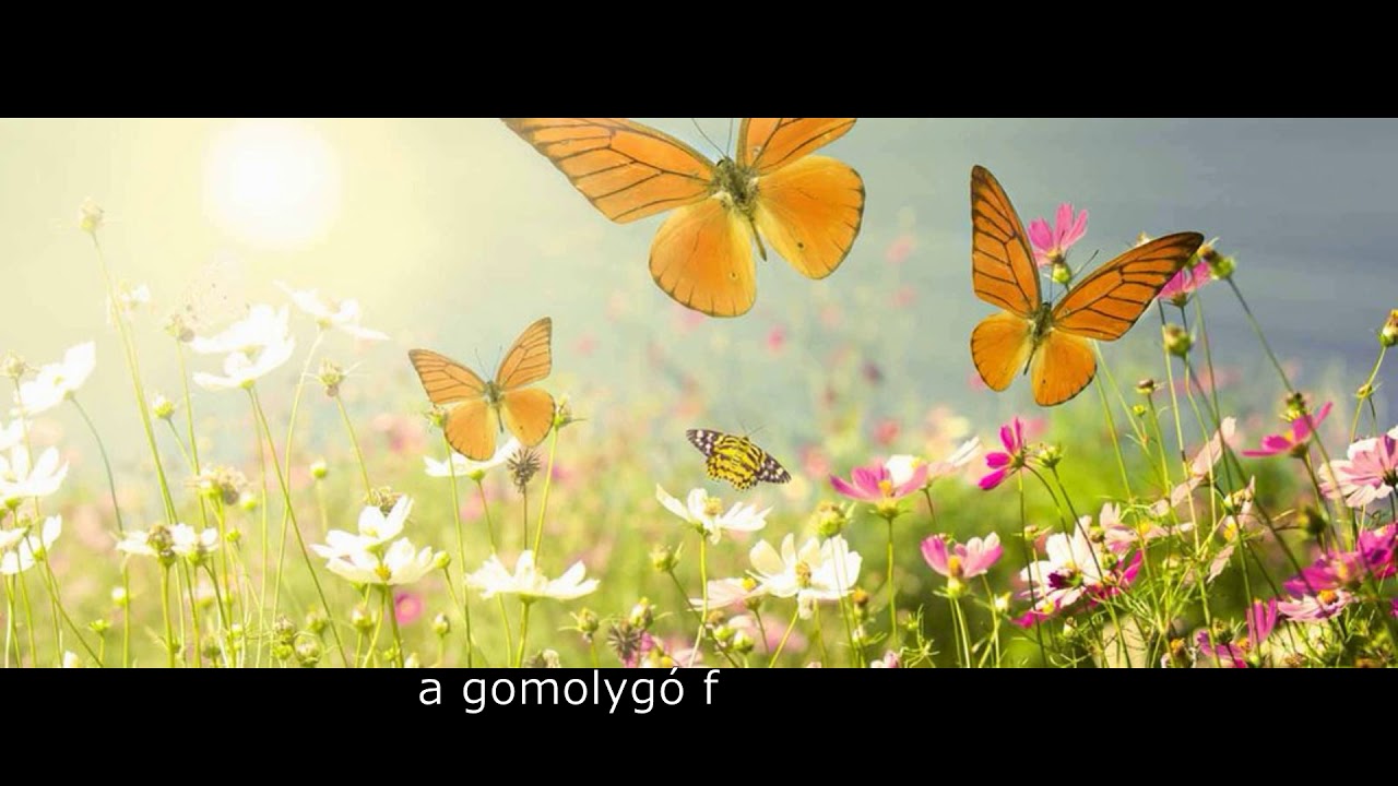 Fecske Csaba Lepkebál - YouTube