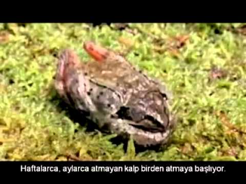 Öldükten sonra canlanan ağaç kurbağası