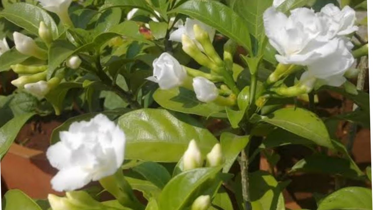 Double Chandni / Plant's Root Pruning - YouTube