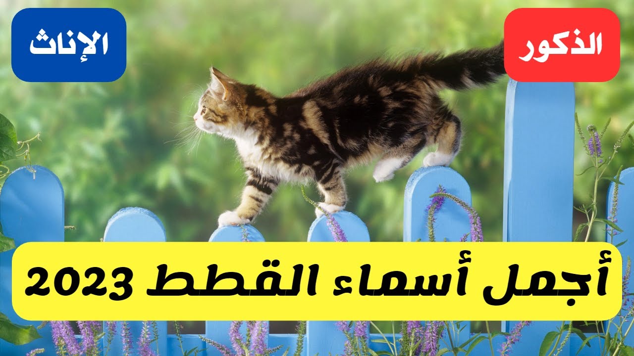 أجمل اسماء القطط ذكور واناث 2023 Youtube