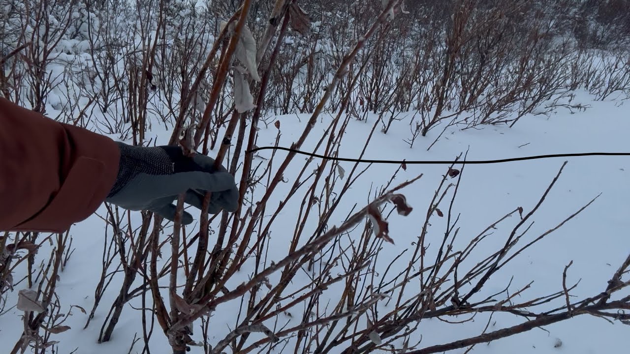 Can you identify moose browse sign? - YouTube