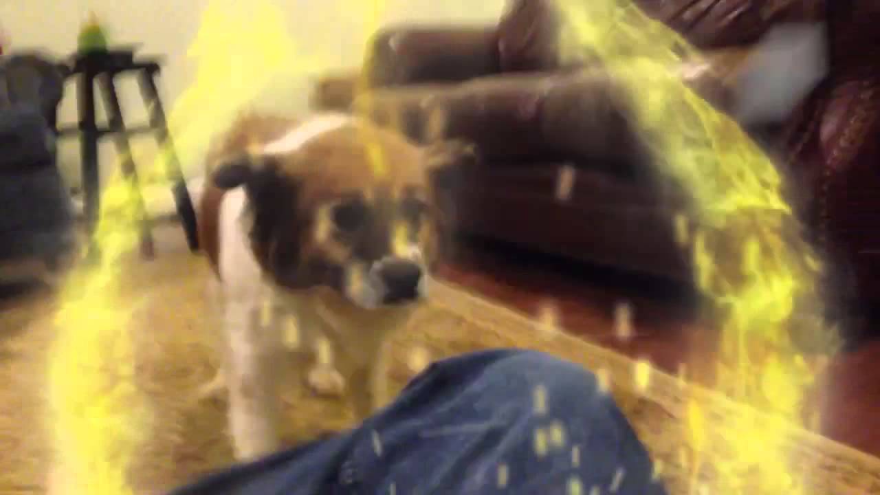 super Saiyan dog - YouTube