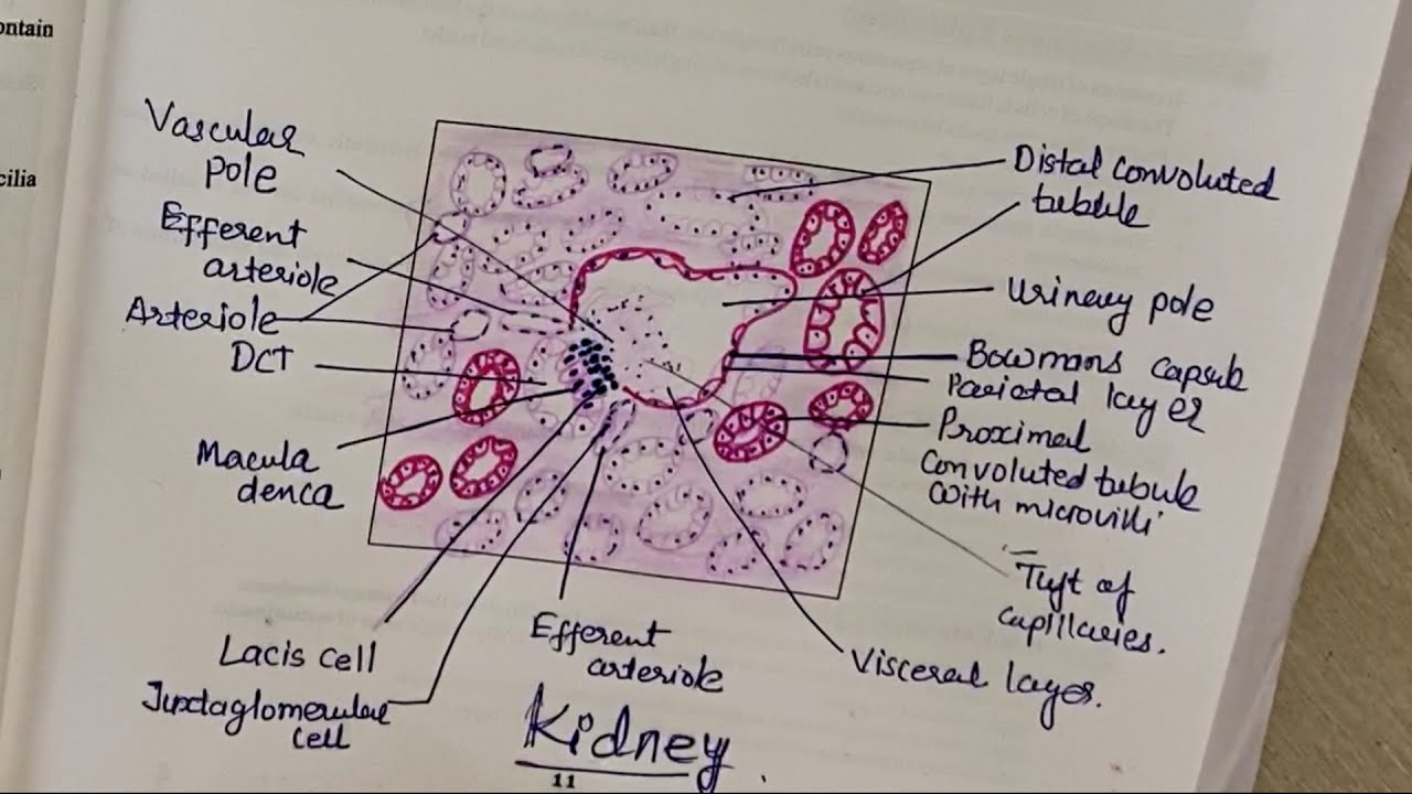 Juxtaglomerular Cells Histology Juxtaglomerular Apparatus