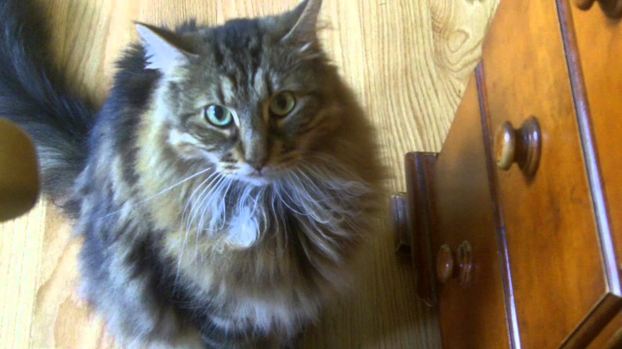 Praying Cat Youtube