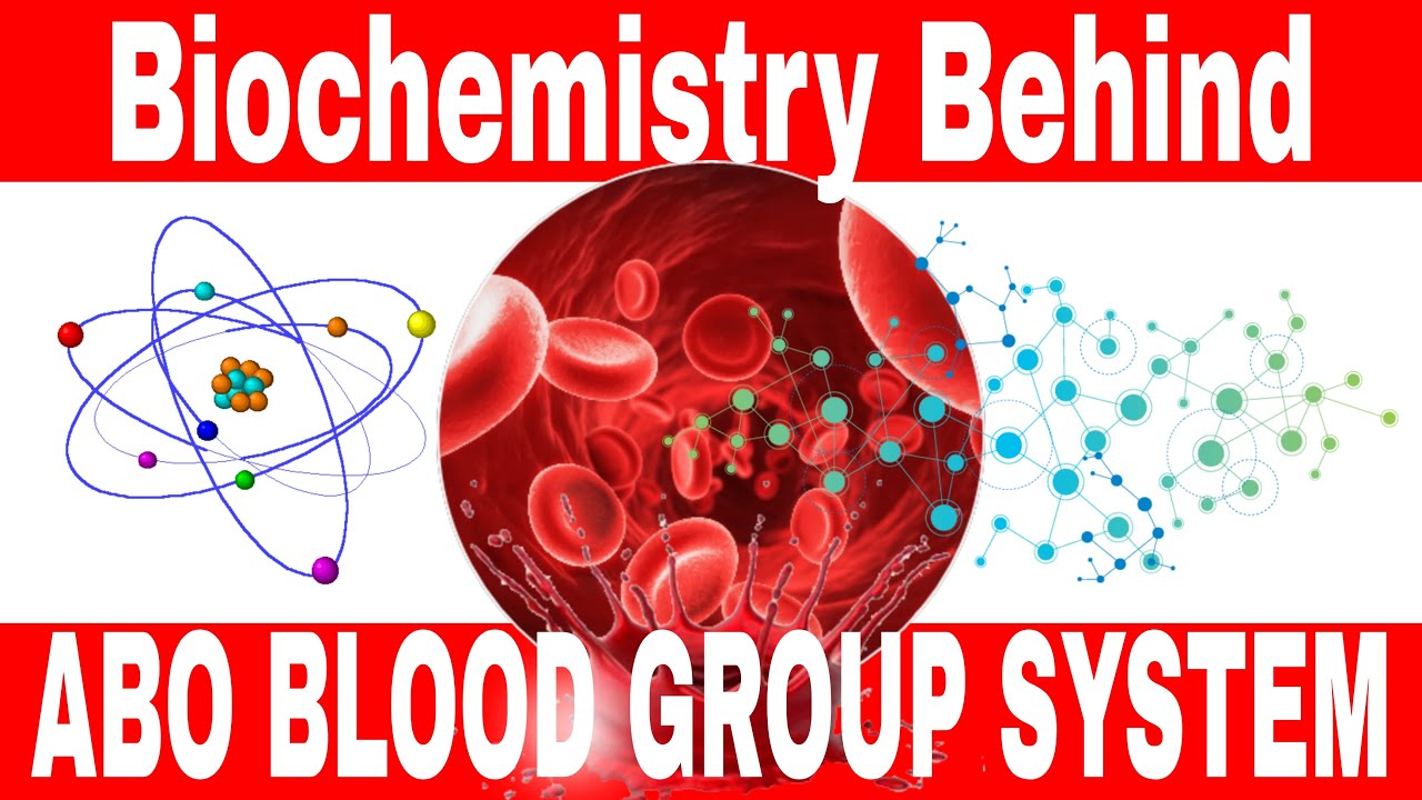 Biochemical Basis (Biochemistry) of ABO Blood Group System || Genetics ...
