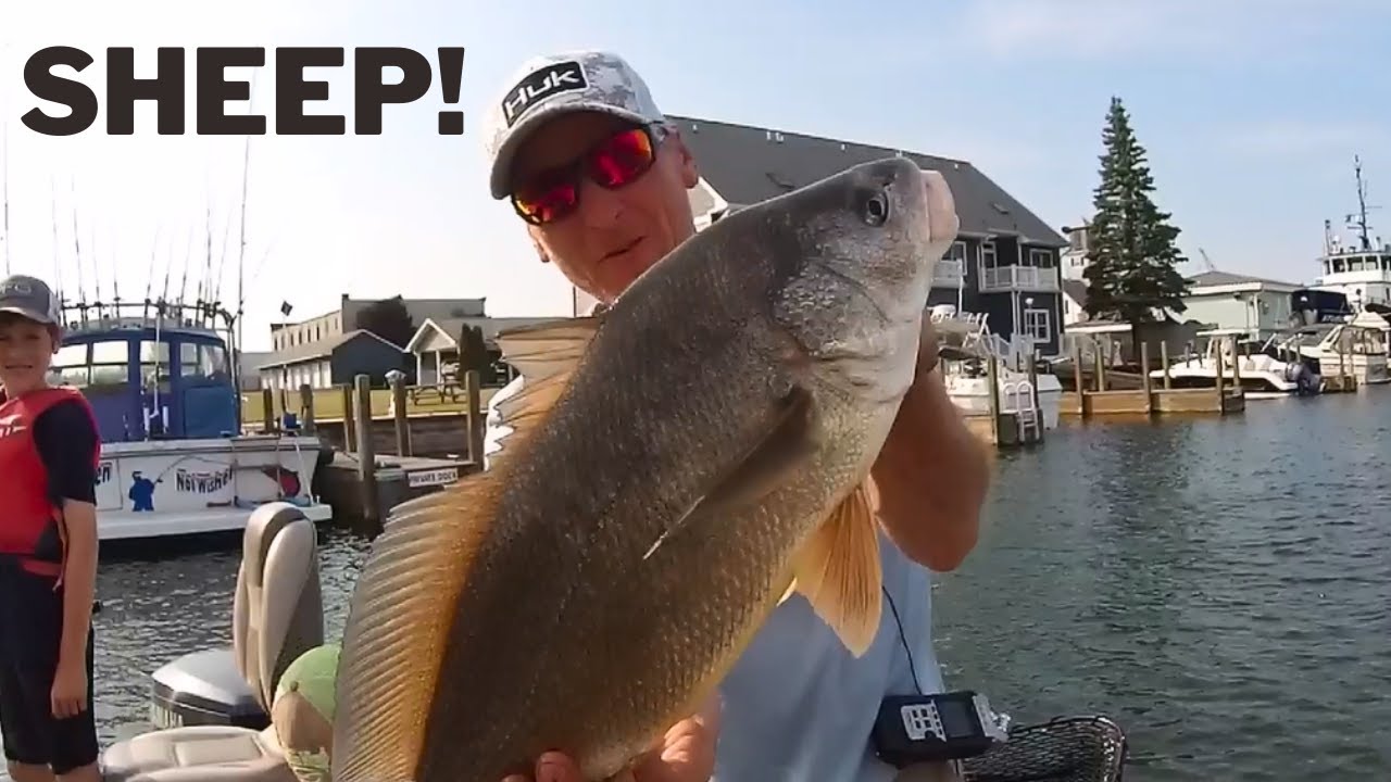 SHEEPSHEAD! Freshwater Drum Fishing FUN! - YouTube