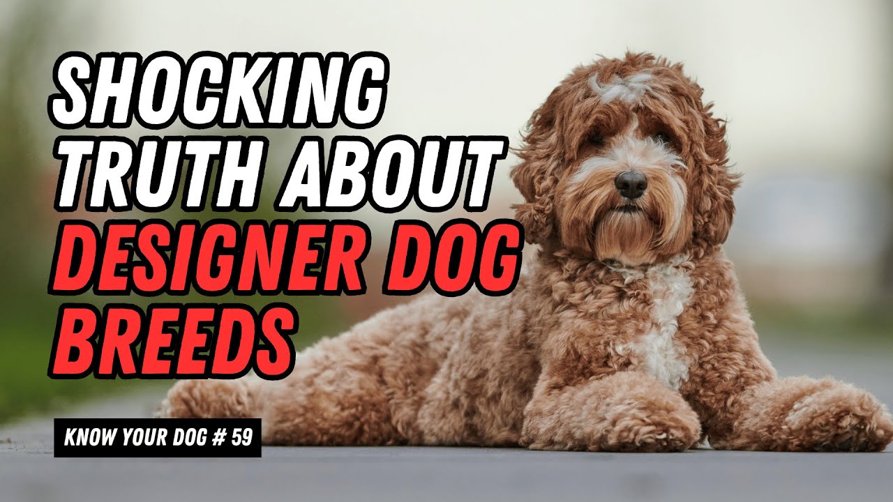 The SHOCKING Reality of Designer Dog Breeds | What Breeders Don’t Tell ...