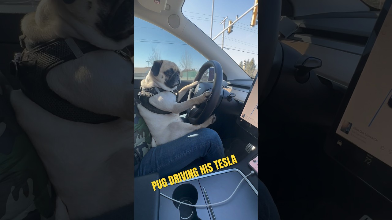 Best driver around, #dog #puglove #pug #bestfriend #doglover #love # ...