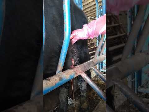 Abscess on Cow pt 1 - YouTube