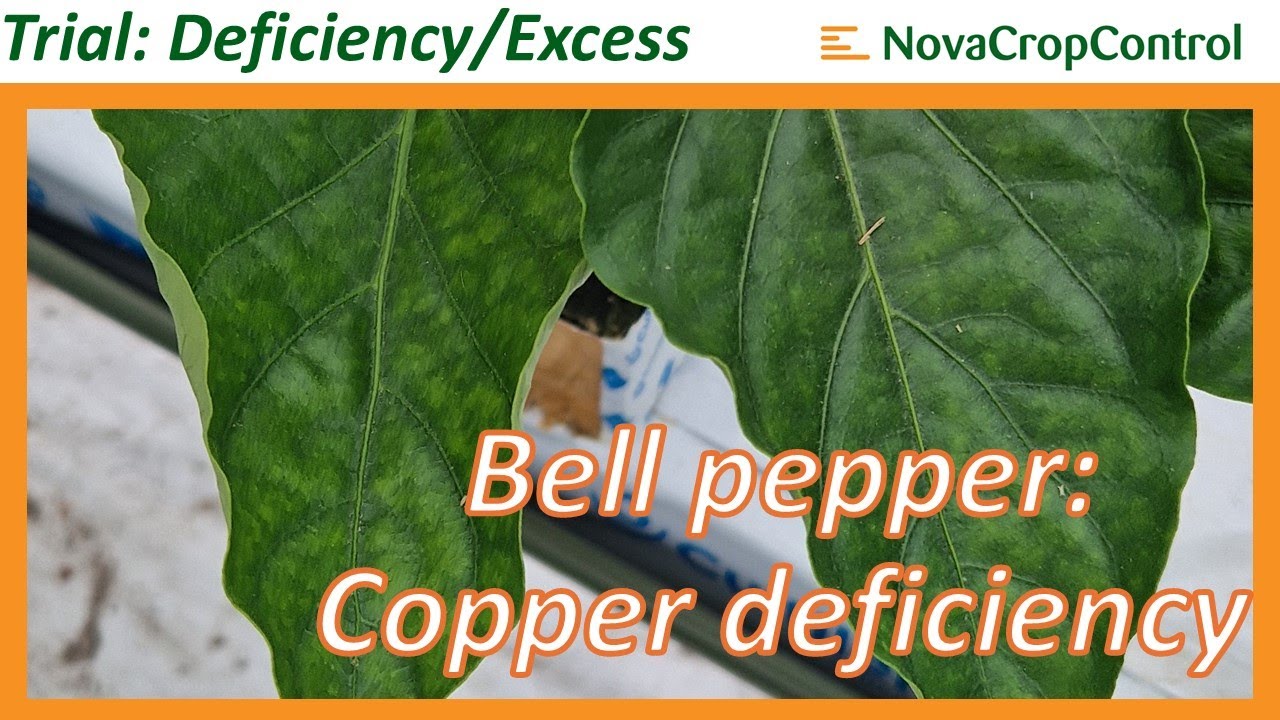 Deficiency/Excess trial Bell pepper: Copper deficiency - YouTube