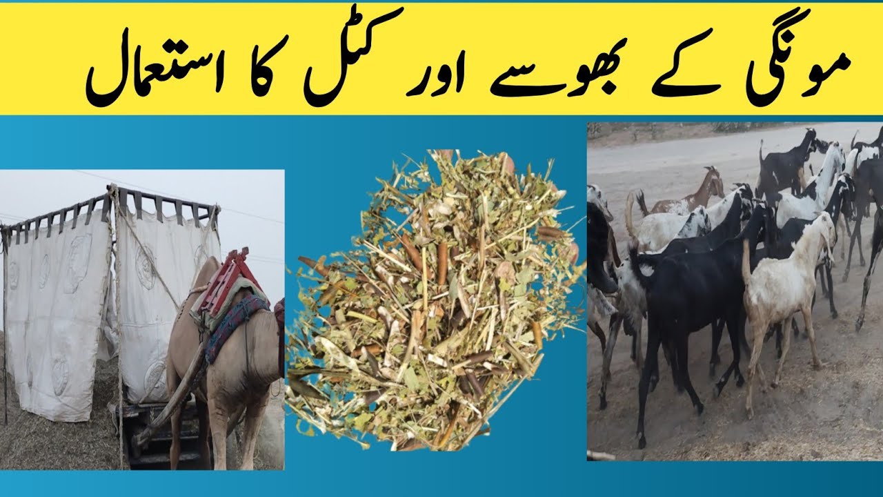 mungi k bhusay or kuttal ka istimal | uses of mung bean straw | mung ...