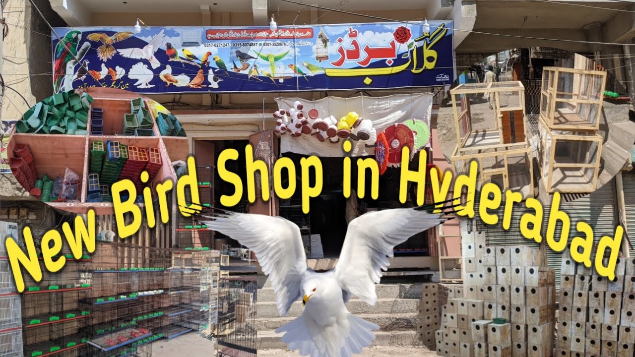 New Bird Shop Hyderabad | visit bird shop | bird accessories, bird ...