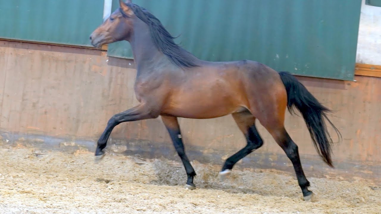 Hey Henkie(Hermes)/ Lord Sinclair/ Romadour II *2020 Hengst - YouTube