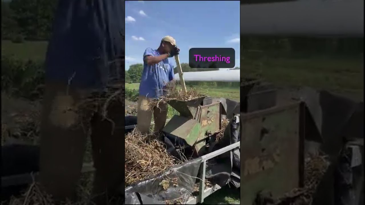 Threshing bean seeds in the fieeld - YouTube
