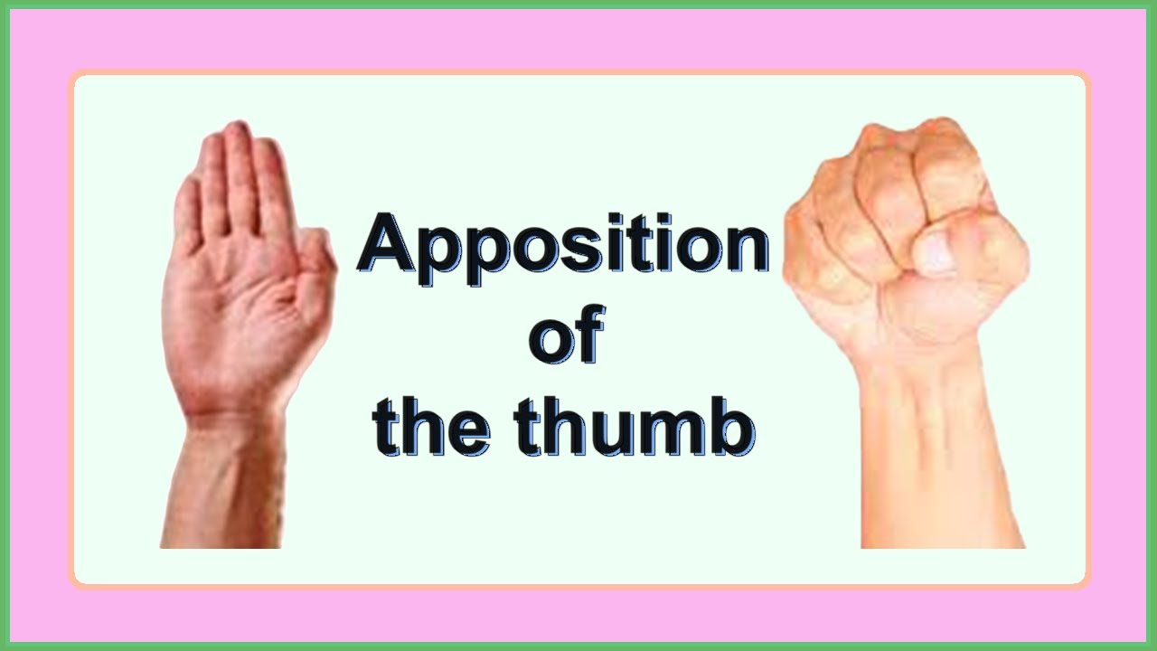 apposition of the thumb - YouTube