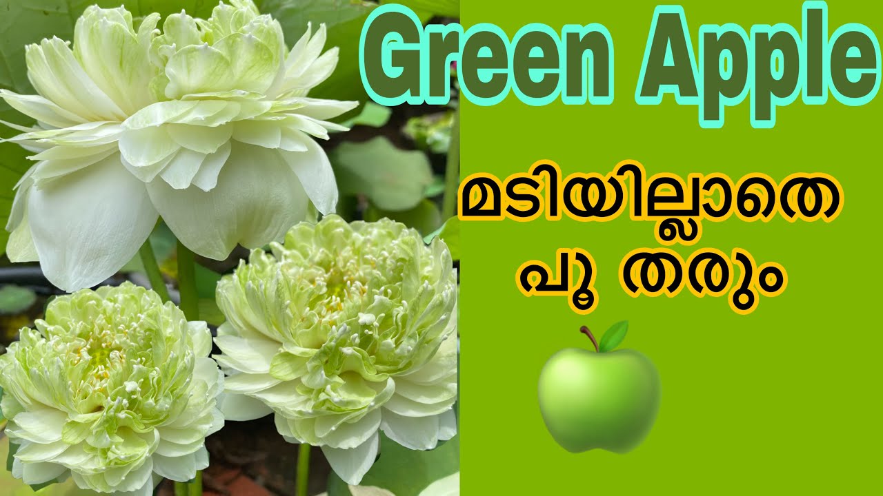 Green Apple lotus Malayalam/ unlimited flowers lotus / lotus tuber and ...