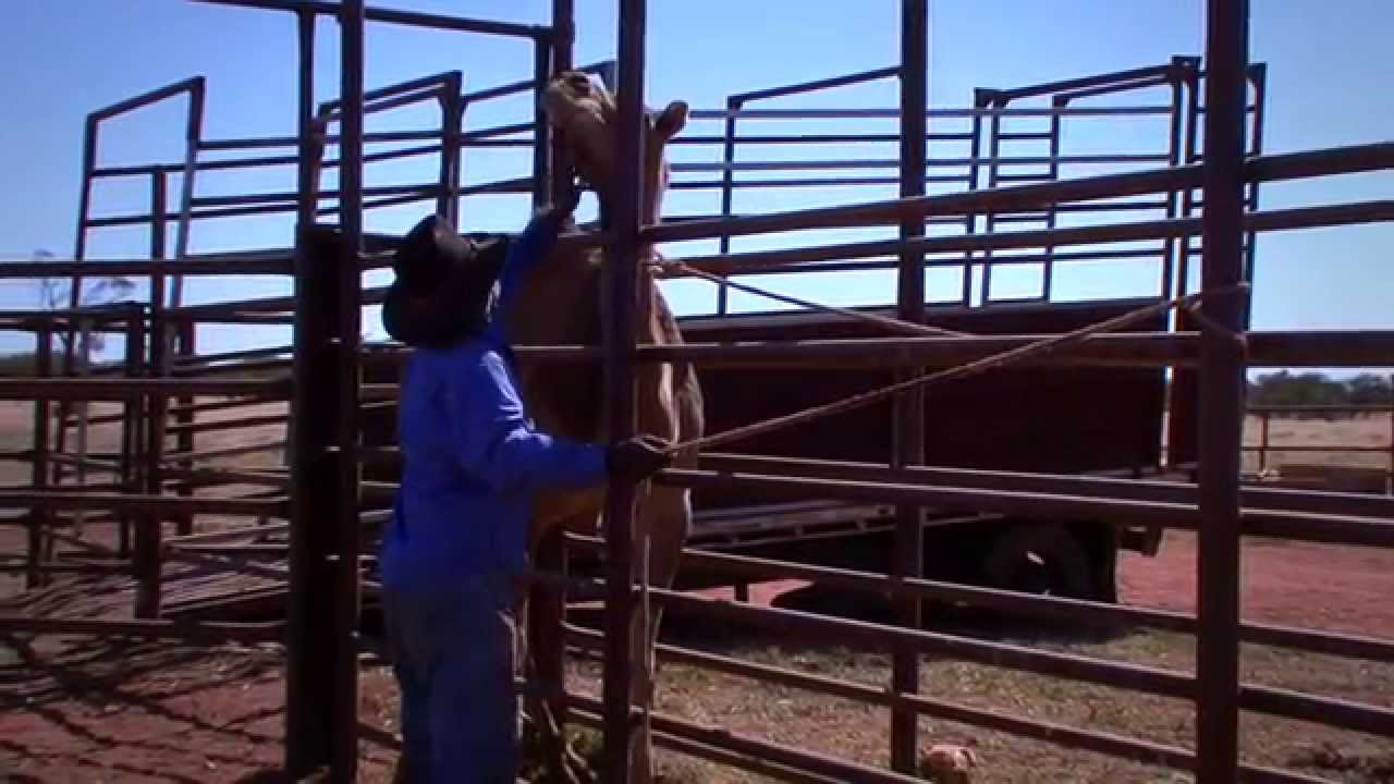 Camel Cowboys - YouTube