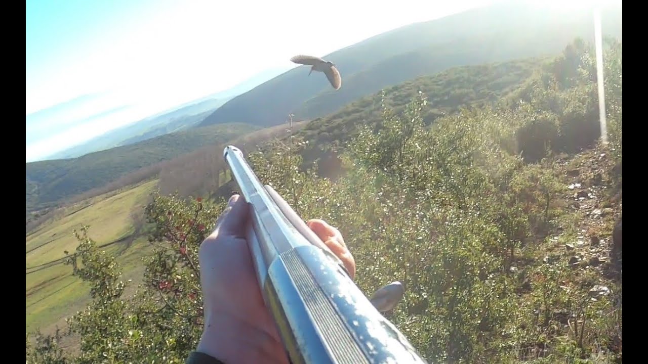 ΚΥΝΗΓΙ ΜΠΕΚΑΤΣΑΣ ΜΕ ΙΡΛΑΝΔΙΚΑ ΣΕΤΤΕΡ!! IRISH SETTER HUNTING WOODCOCK ...
