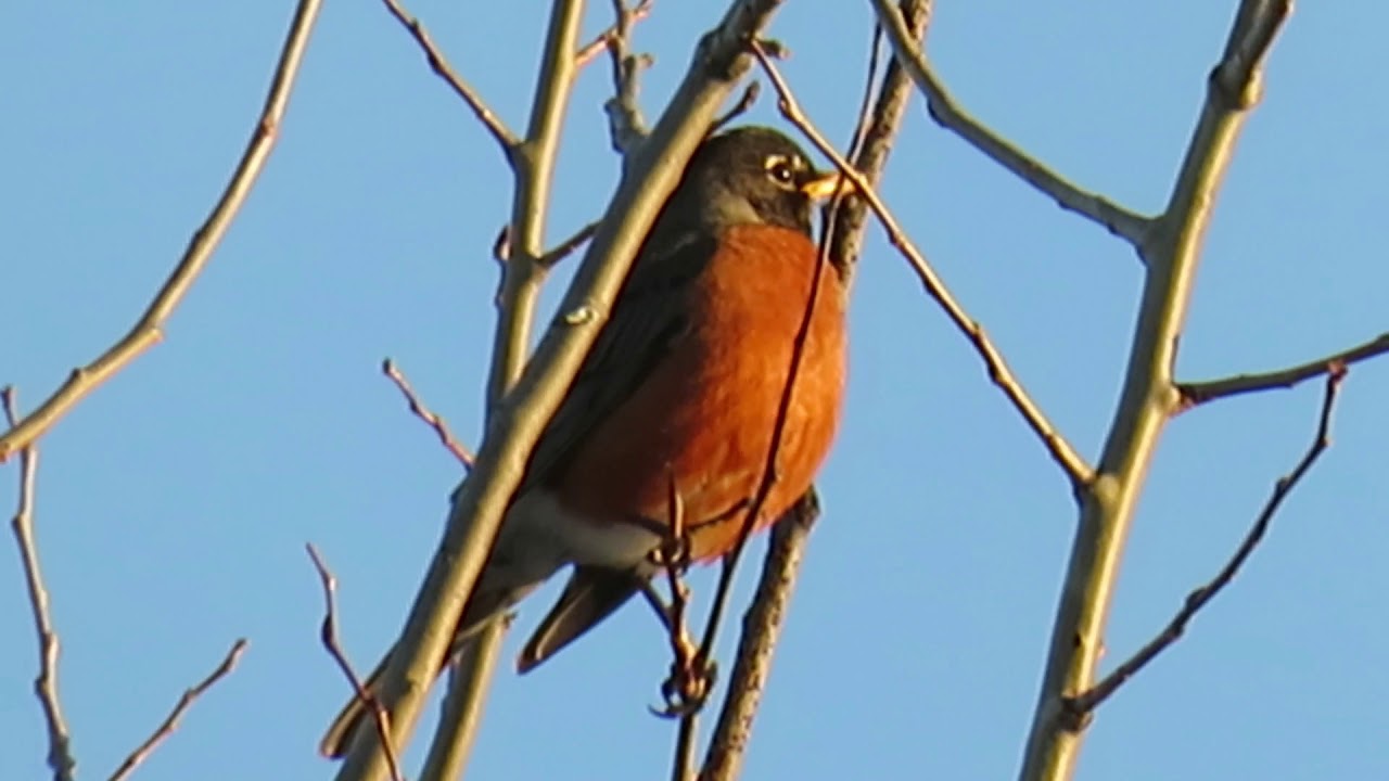 Chant du Merle d'Amérique, 17 avril 2019 - YouTube