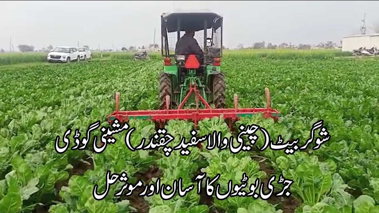 Mechanical Weeding in Sugar Beet || Effective Method of Weed Control ...