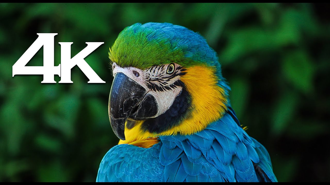 4k video | 4k video ultra hd | 4k video test |hd video 4k| 4k ultra hd ...