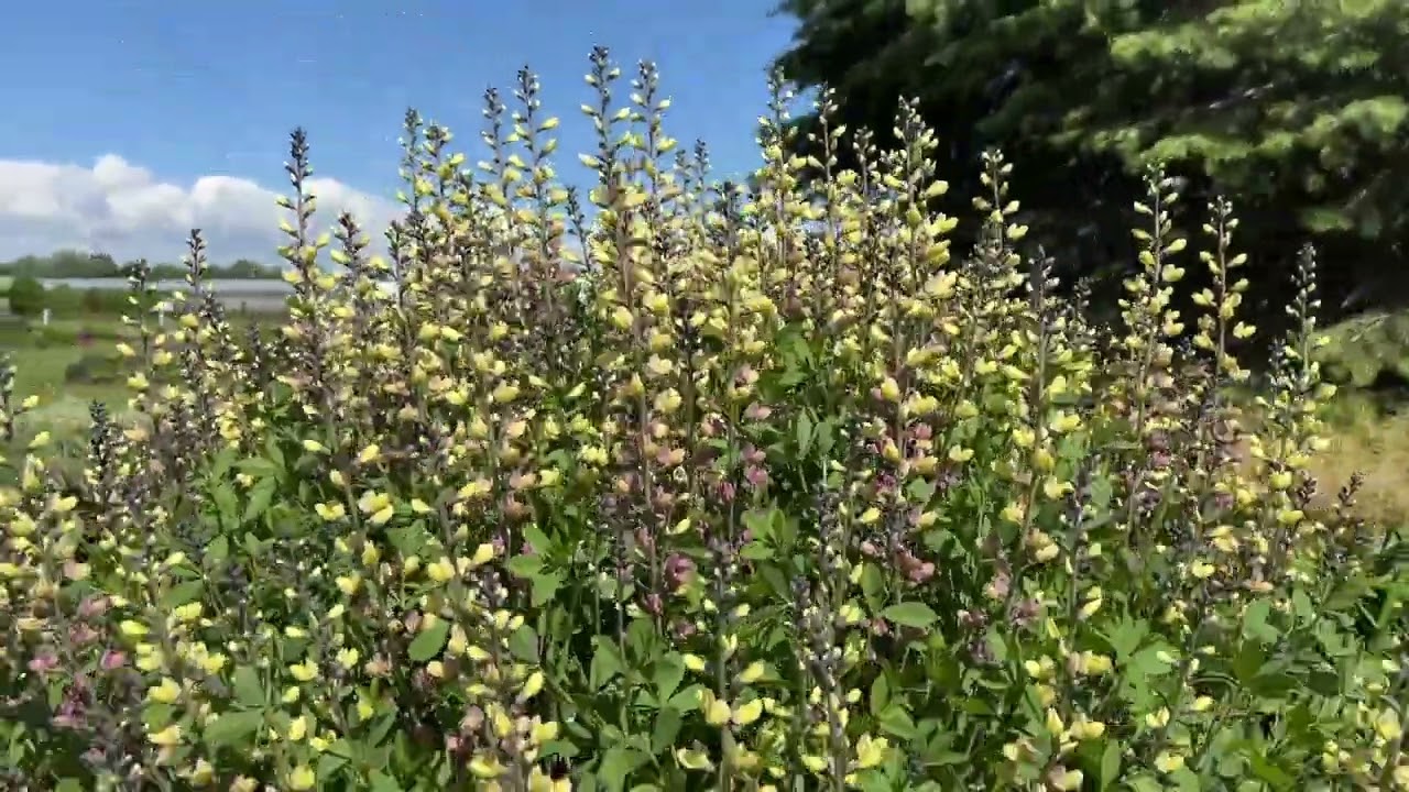 Pink Lemonade Baptisia - YouTube