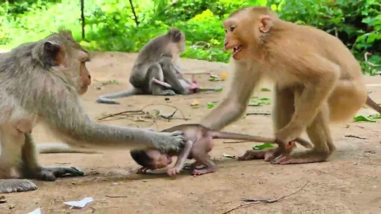 Oh no, Susan, give me back My baby...! Little monkeys get something ...