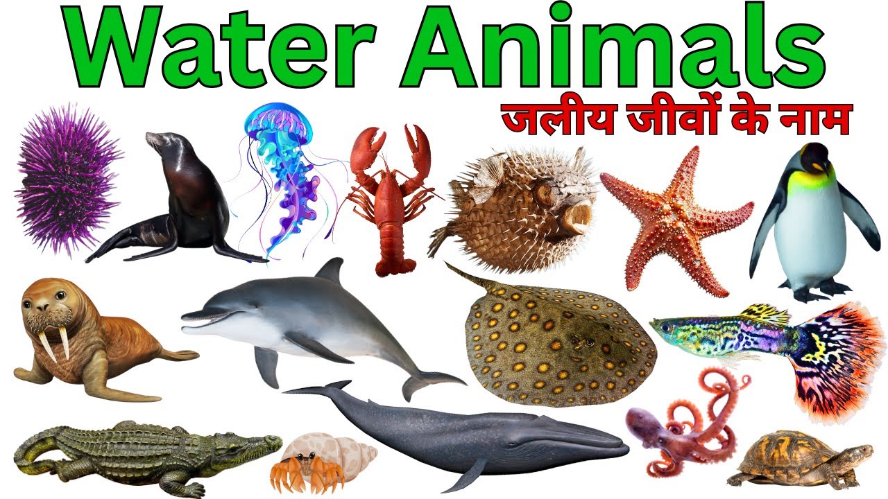 Water Animals Name in Hindi and English | Learn Aquatic Animals for ...