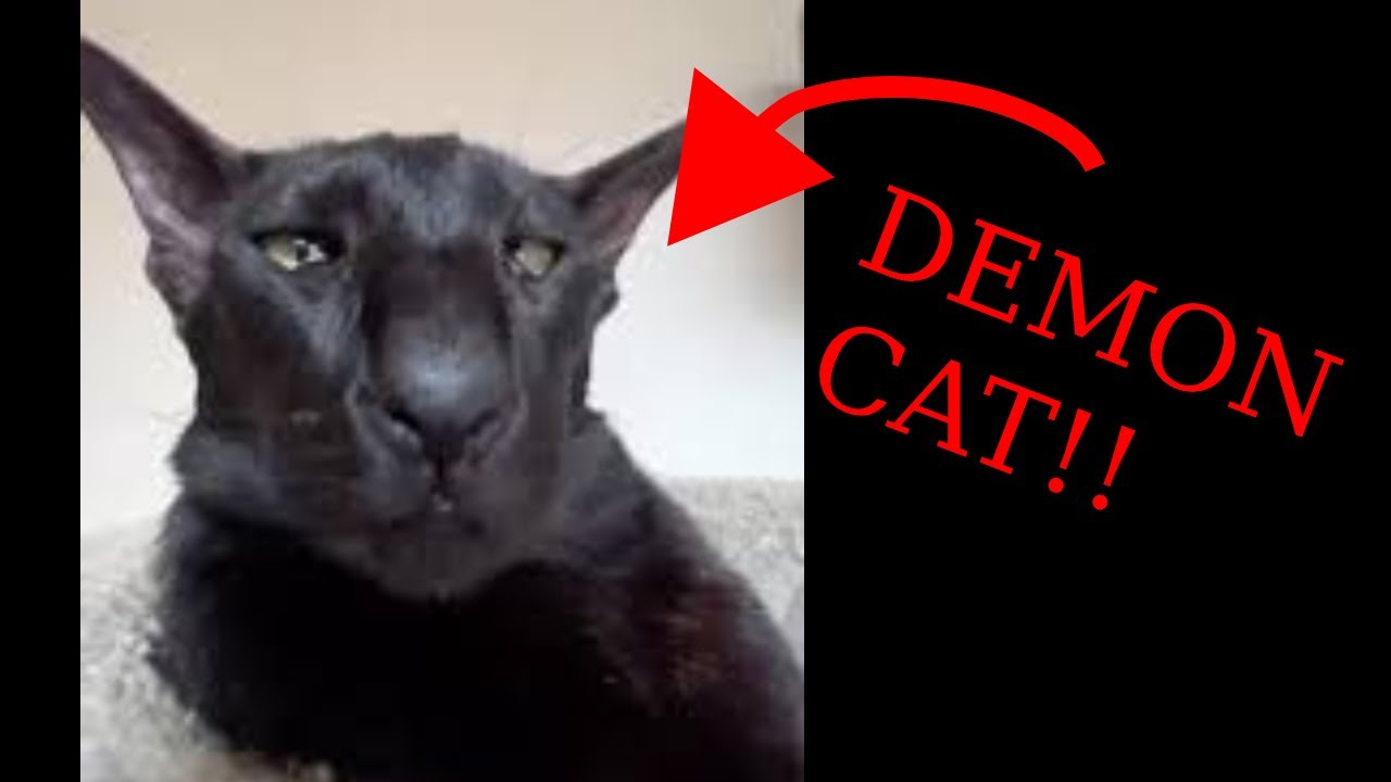 This cat destroyed my life. - YouTube