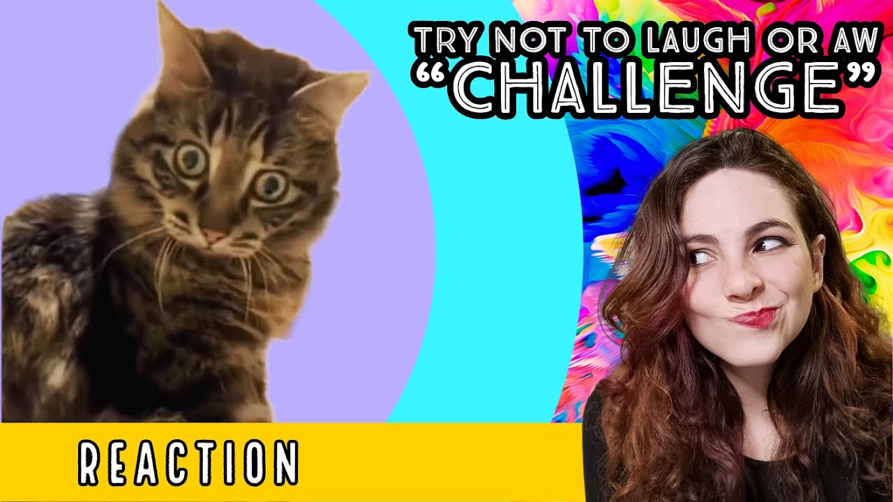 Try Not To Laugh Or Aww "Challenge" 2 - REACTION! - YouTube
