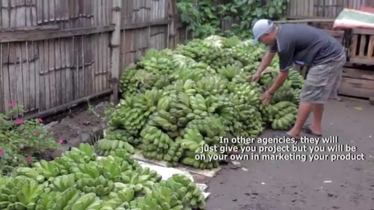 DAR CRS Misamis Oriental Agroenterprise (Banana Cardava Marketing ...