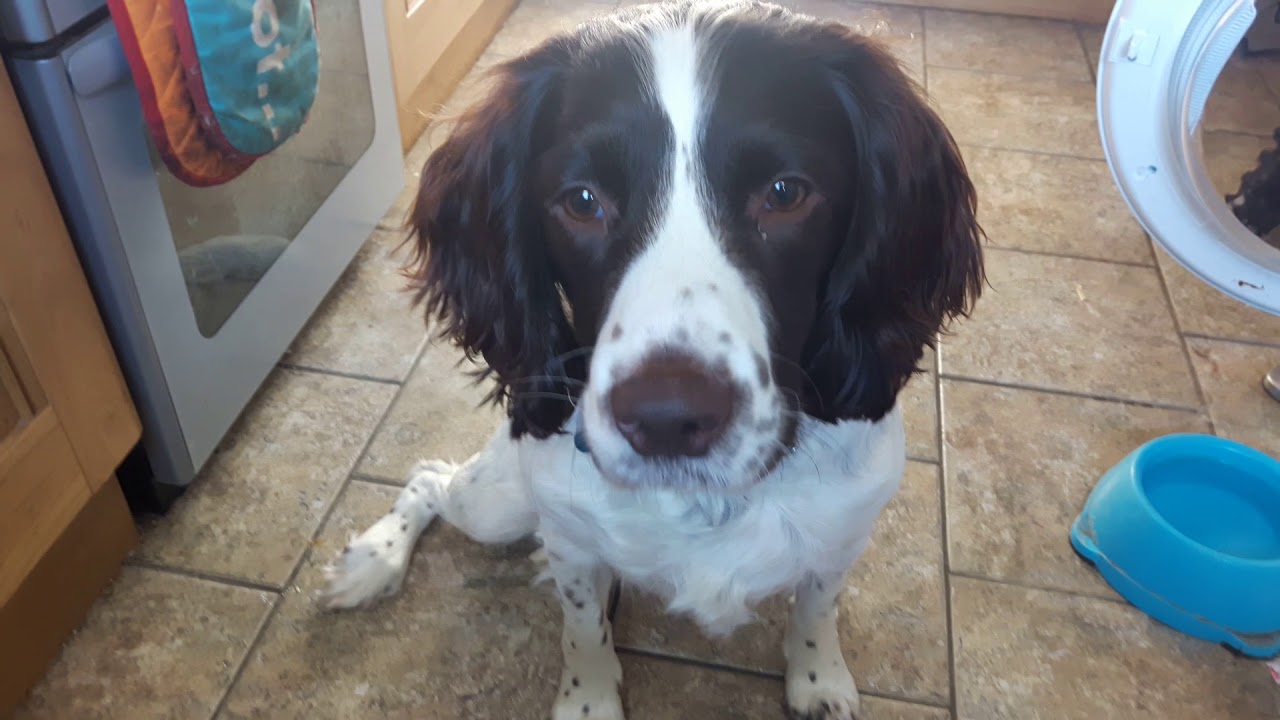 I Love You , English Springer Spaniel Talks ! - YouTube