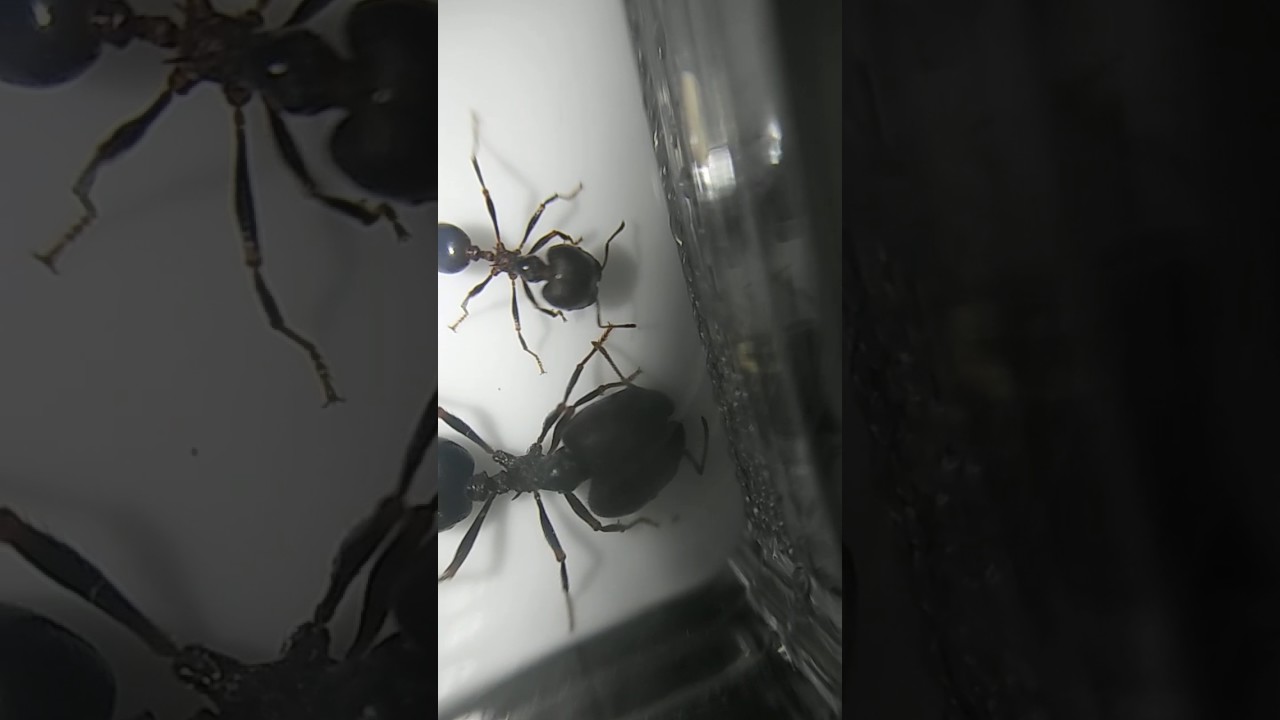 Carebara diversa (Pheidologeton diversus) Major and Supermajor - YouTube
