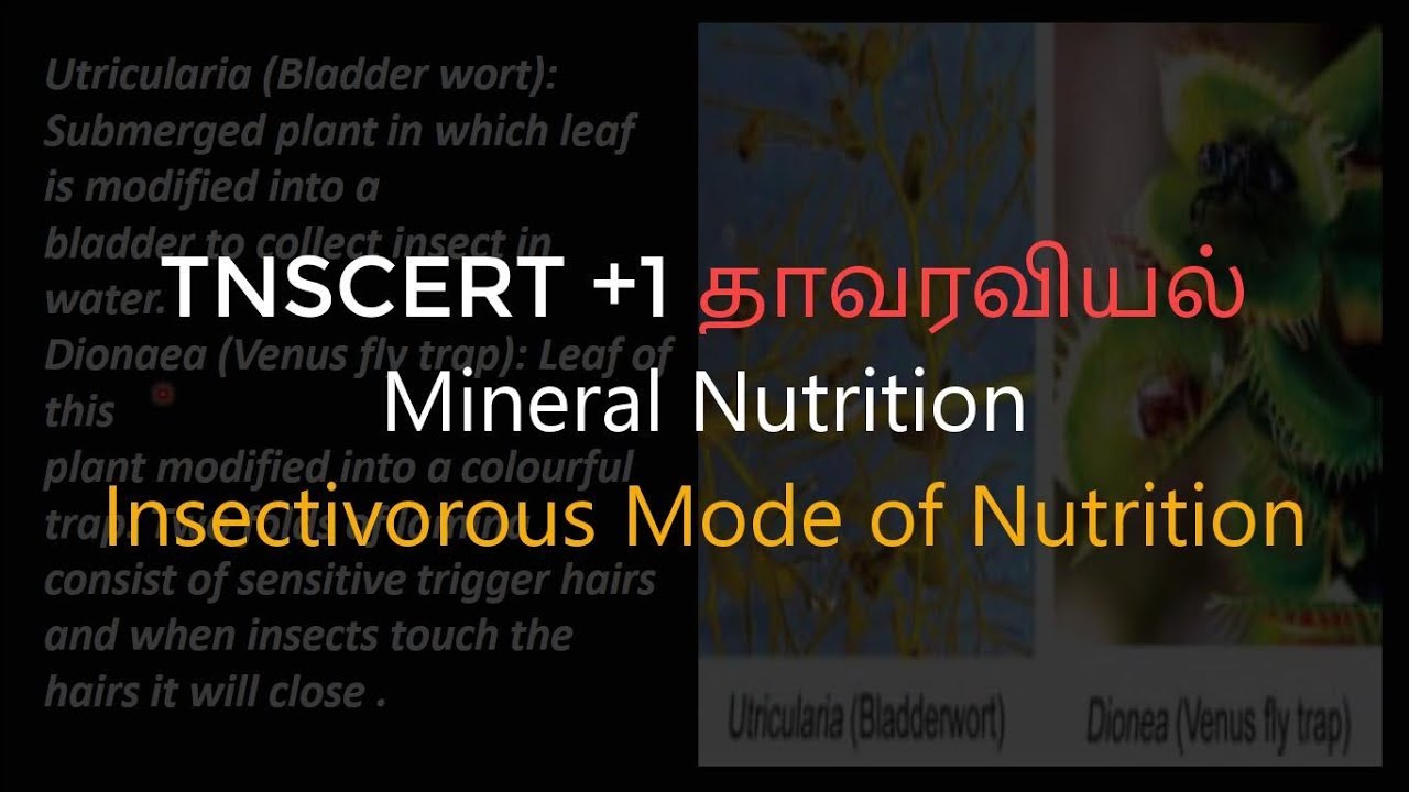 40 Botany Mineral Nutrition Insectivorous Mode Of Nutrition YouTube 40-botany-mineral-nutrition-insectivorous-mode-of-nutrition-youtube