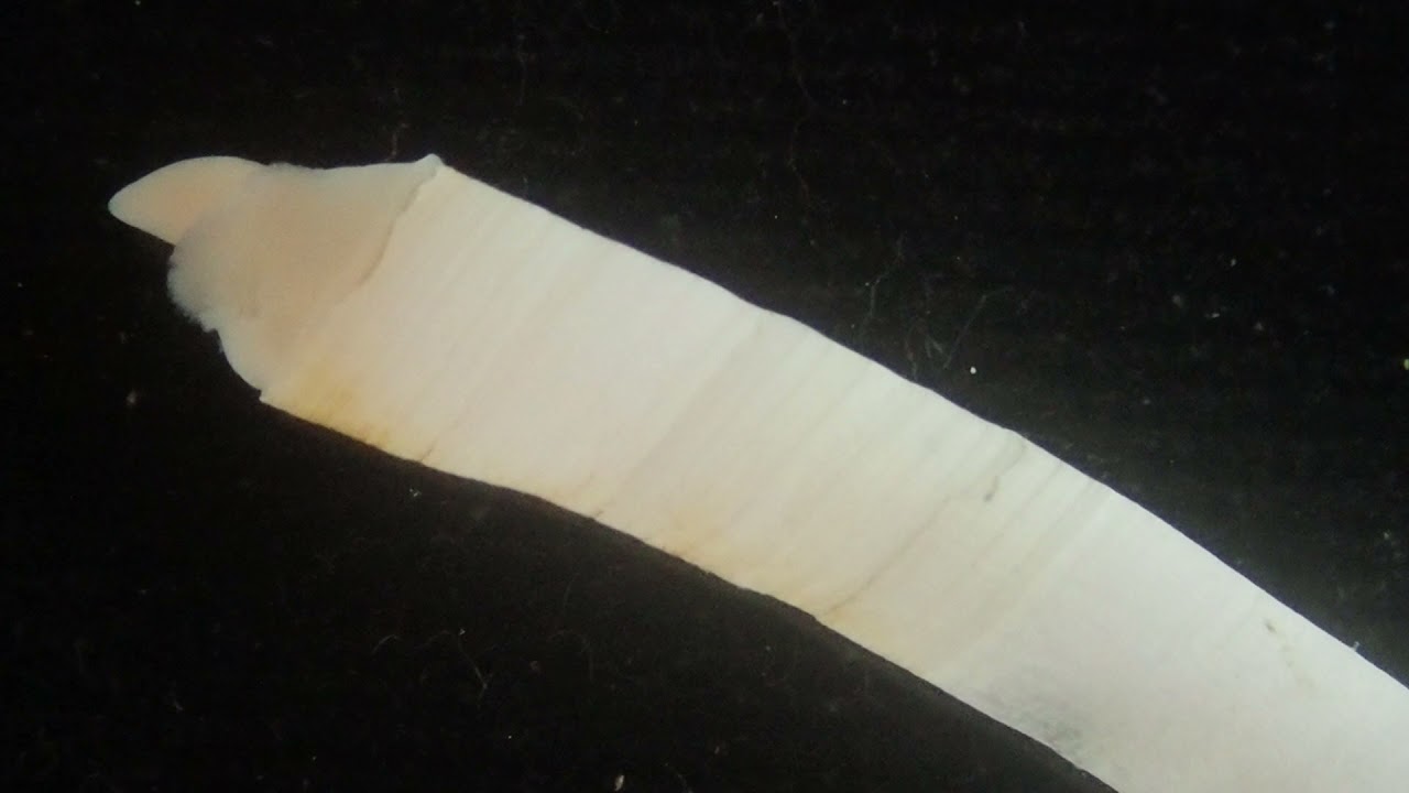 Scaphopoda Movement - YouTube