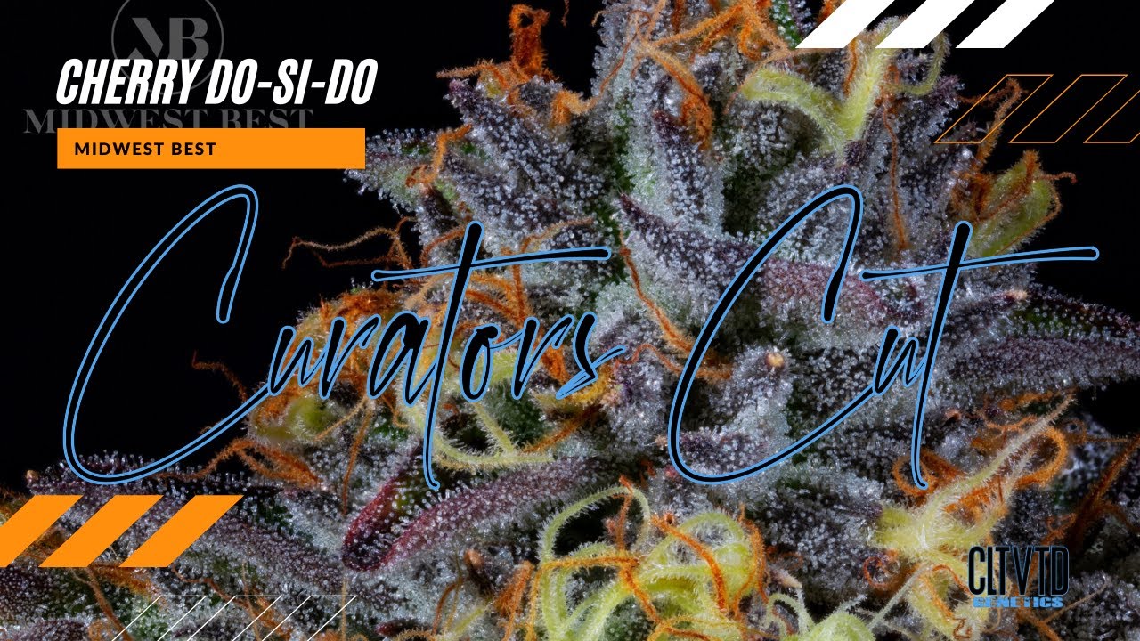 Cherry Do-Si-Dos {Midwest Best} | Curators Cut, by CLTVTD Genetics - YouTube