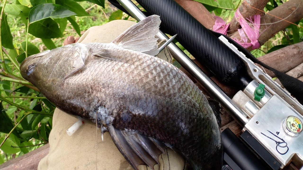 paser ikan Kakap fish sniper indonesia baramundi - YouTube