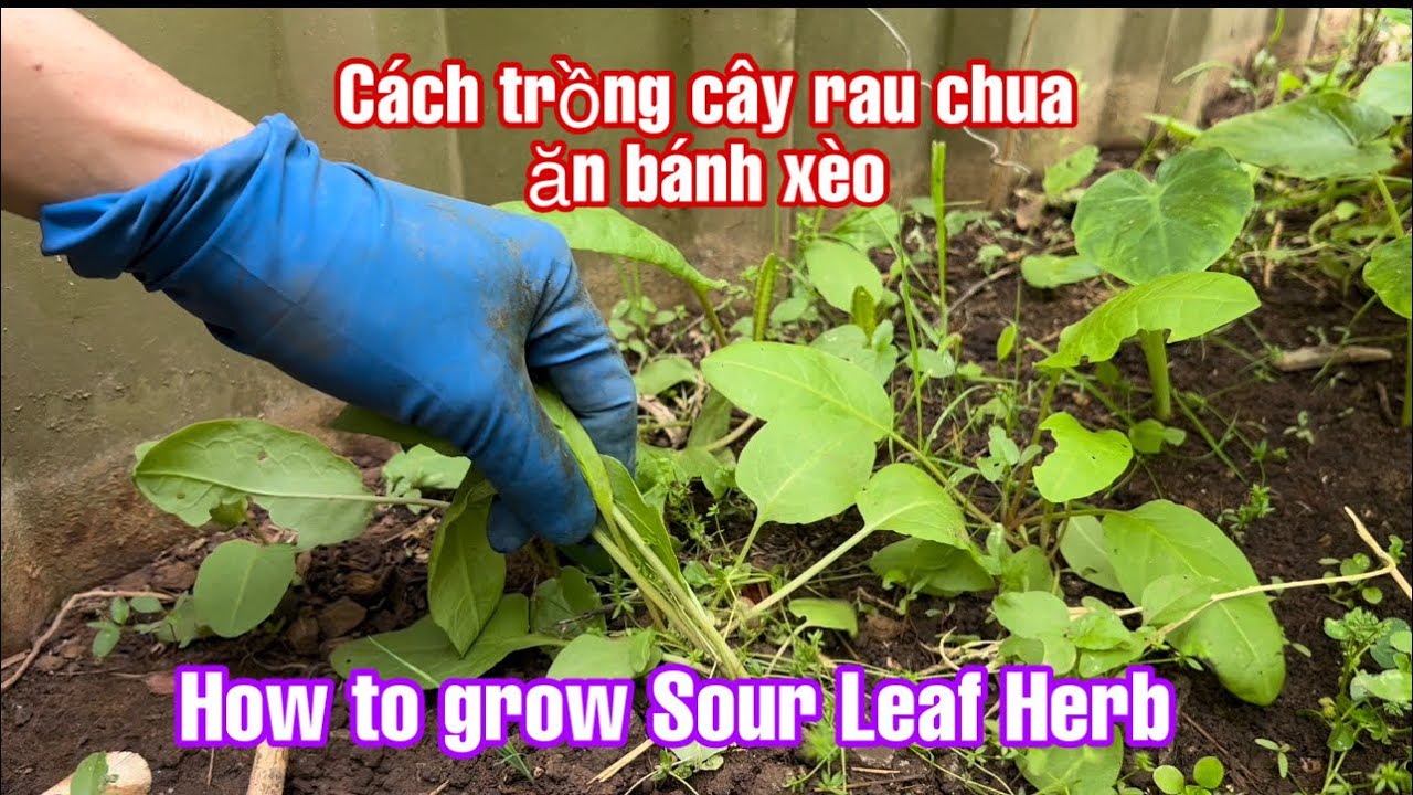 Cách trồng cây Rau Chua l How to grow sour leaf herb - YouTube