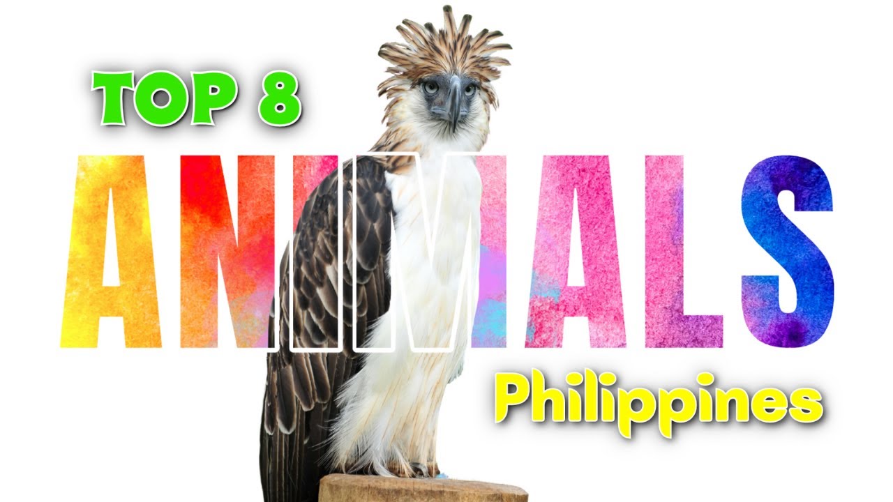Top 8 Exclusive Animals in the Philippines for kids | Mga hayop na ...