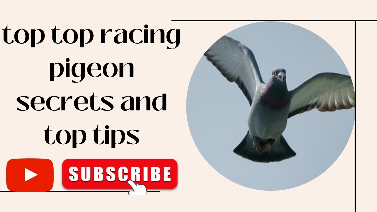 Sick of Sick Pigeons Take Charge of Their Health Today - YouTube